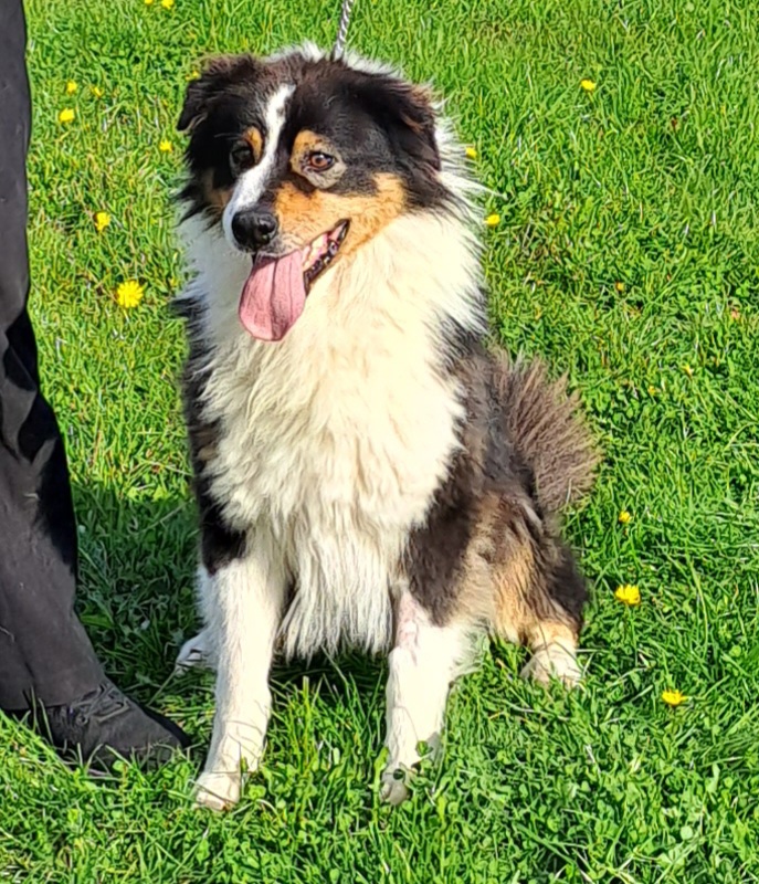 Adult dogs available. – Sanpasho Border Collies